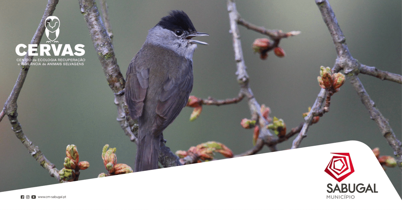 Município e Cervas renovam protocolo de parceria até 2028 - Município ...